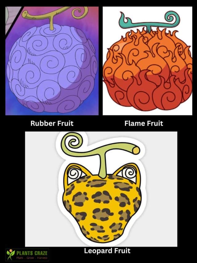 Is Devil Fruit Real? Learn The Truth From An Expert