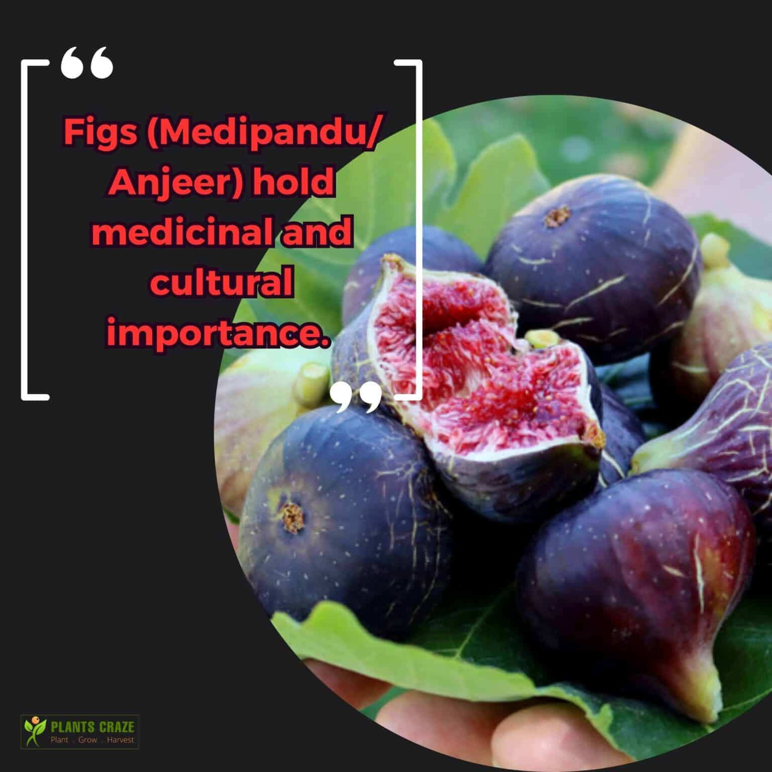 Medipandu Vs Anjeer: Are They Same Or Different?
