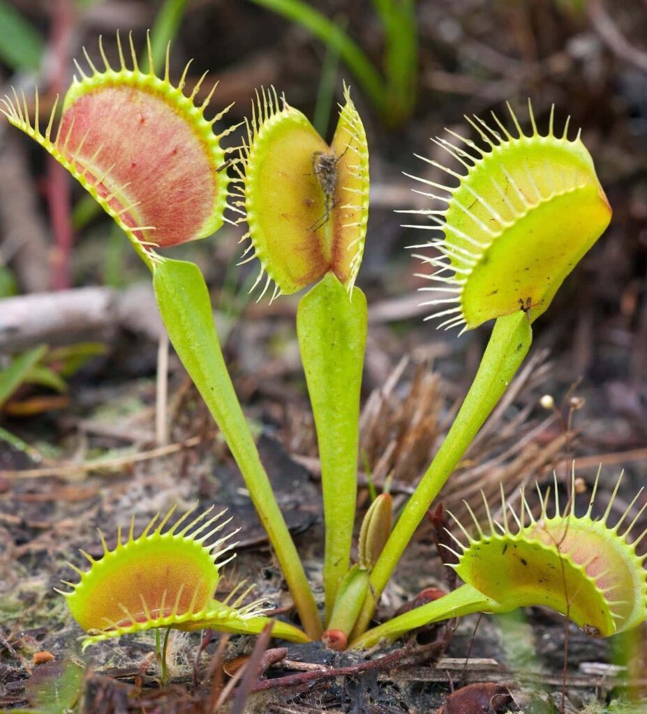 Venus Fly Trap Bonsai - A Farfetched Idea Or A Fanciful Hope?