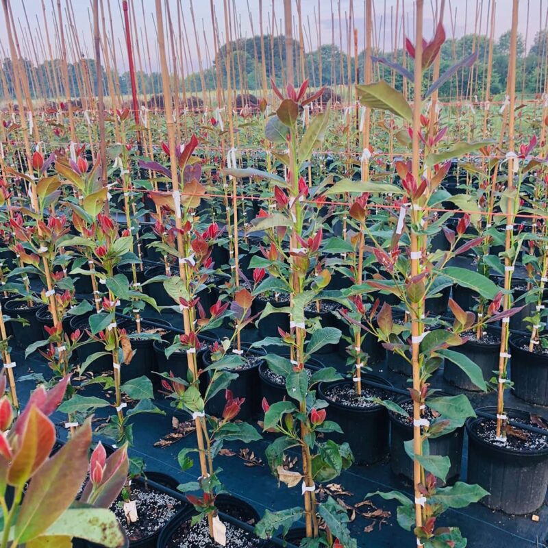 Wildfire Black Gum Tree Pros And Cons: Should You Grow It?