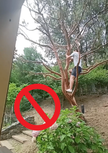 Is It Illegal To Climb A Tree In Toronto? [Must Know Law]