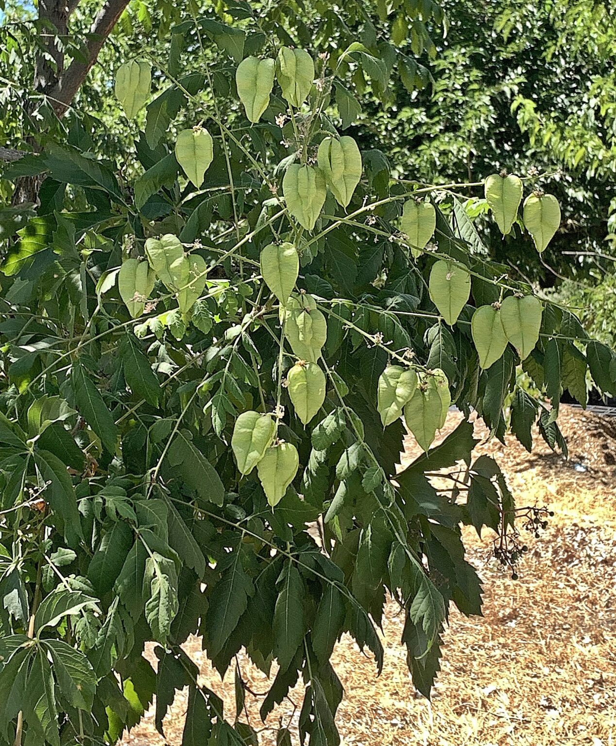 Should You Grow Golden Rain Tree in Florida? [Pros & Cons]