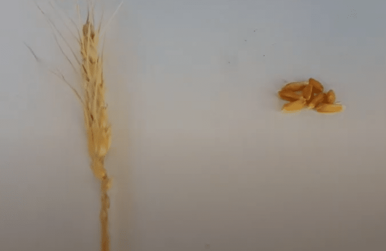 Winter Wheat Seeds: A Guide To Planting, Growing & Harvesting