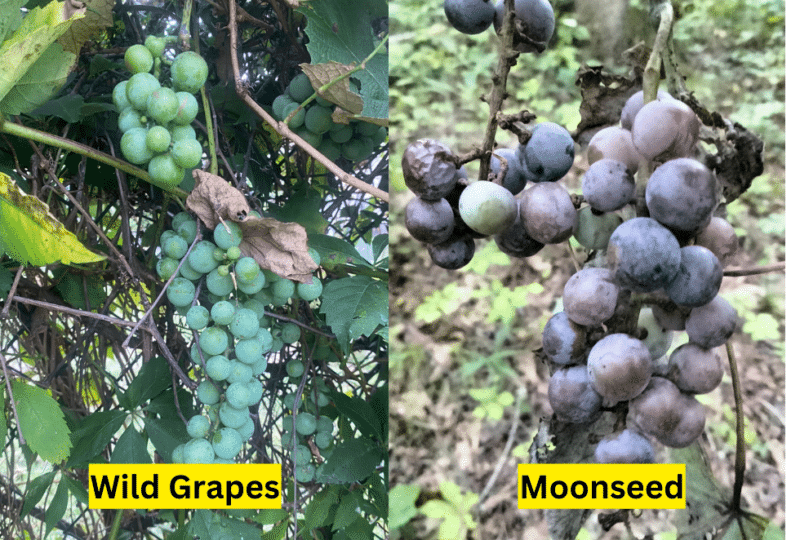 Moonseed Vs Wild Grape: Exploring Similarities & Contrasts