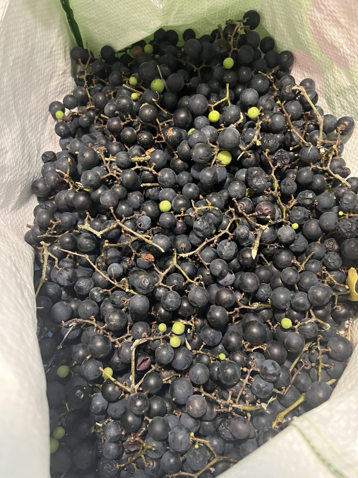 Moonseed Vs Wild Grape: Exploring Similarities & Contrasts