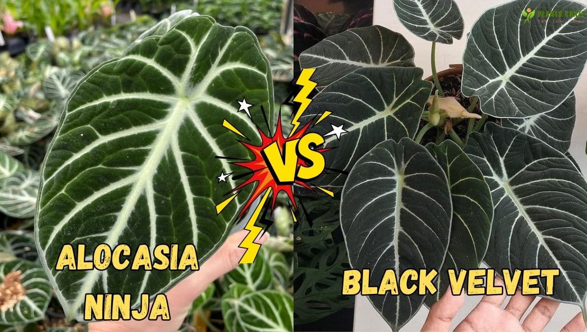 Alocasia Ninja Vs Black Velvet: Which Plant To Choose?