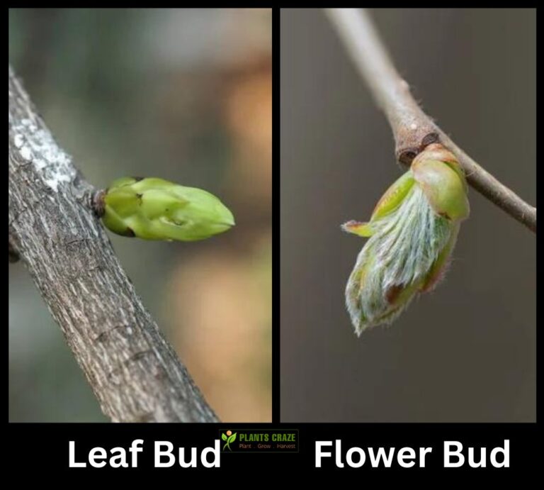 Wisteria Flower Buds Vs Leaf Buds: How To Identify?