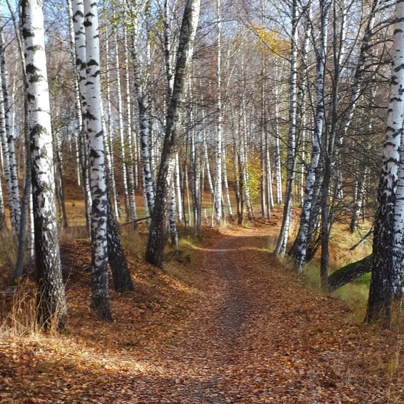 Trees With Eyes Meaning You Need To Know