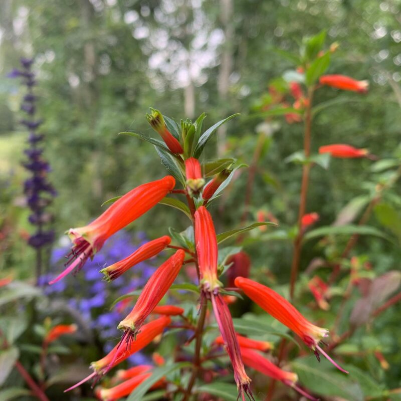How To Grow Funny Face Flower? Expert Tips To Hold!