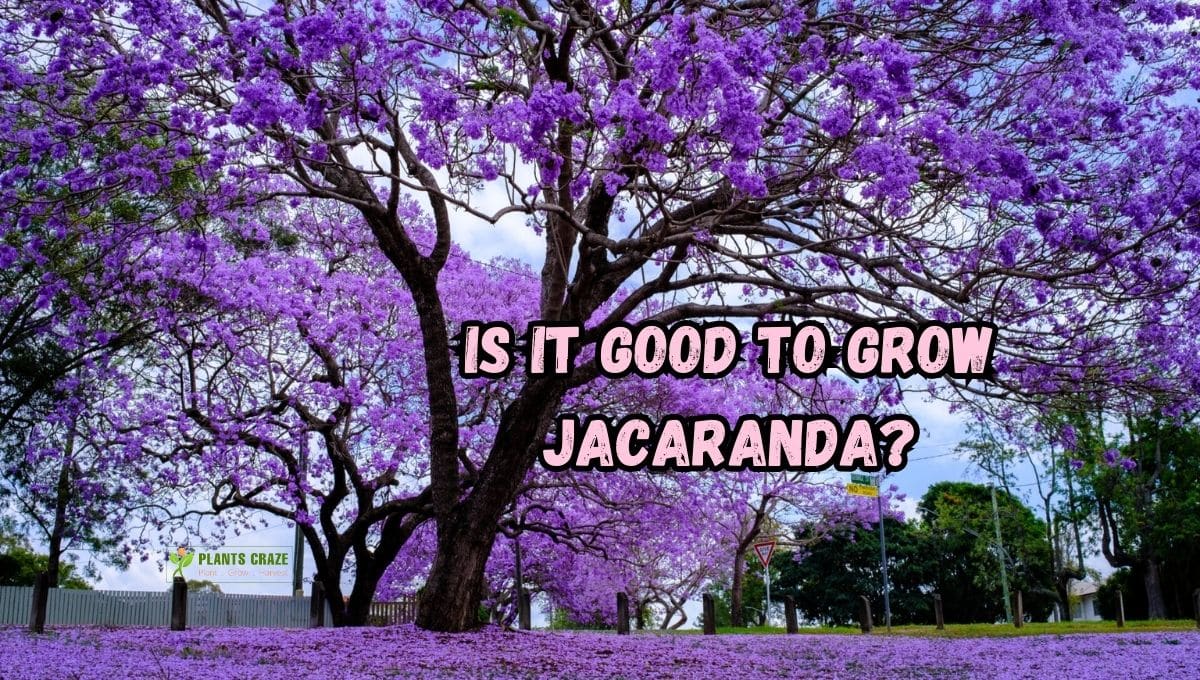 Jacaranda Tree Pros And Cons: Should You Grow It? Jacaranda Tree Pros And Cons: Should You Grow It?
