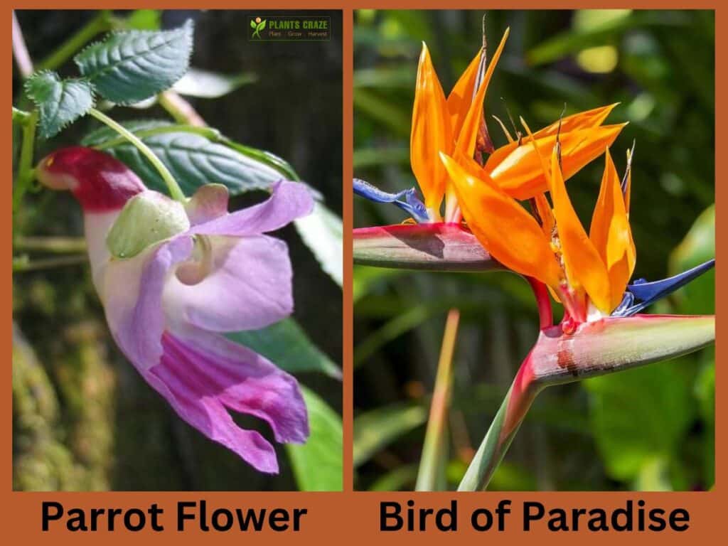 Parrot Flower Vs Bird Of Paradise: Things You Need To Know