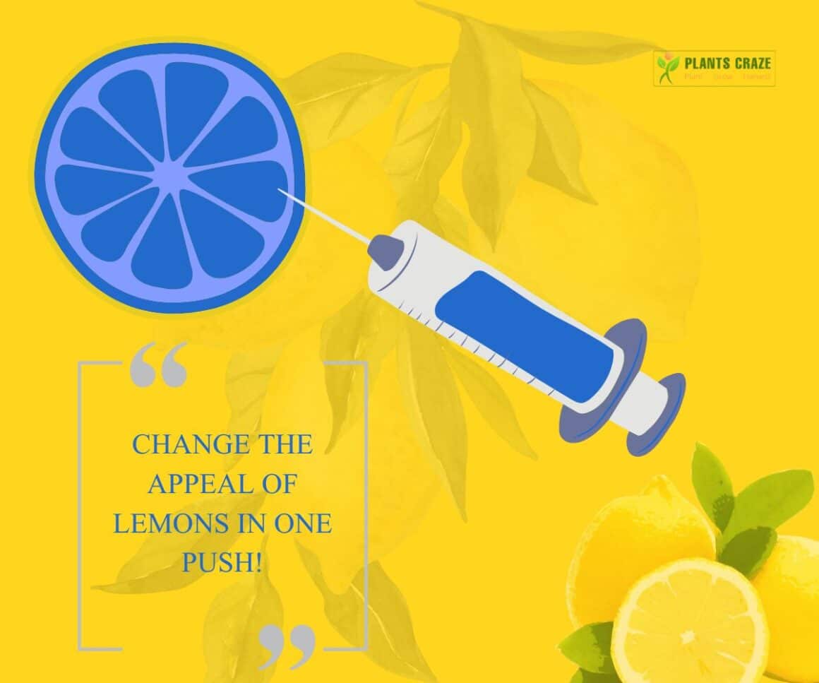 Is Blue Lemon Real? Everything You Need To Know