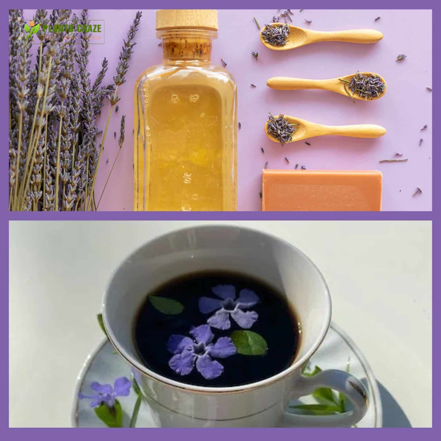 Periwinkle Vs Lavender Plant: Everything You Need To Know