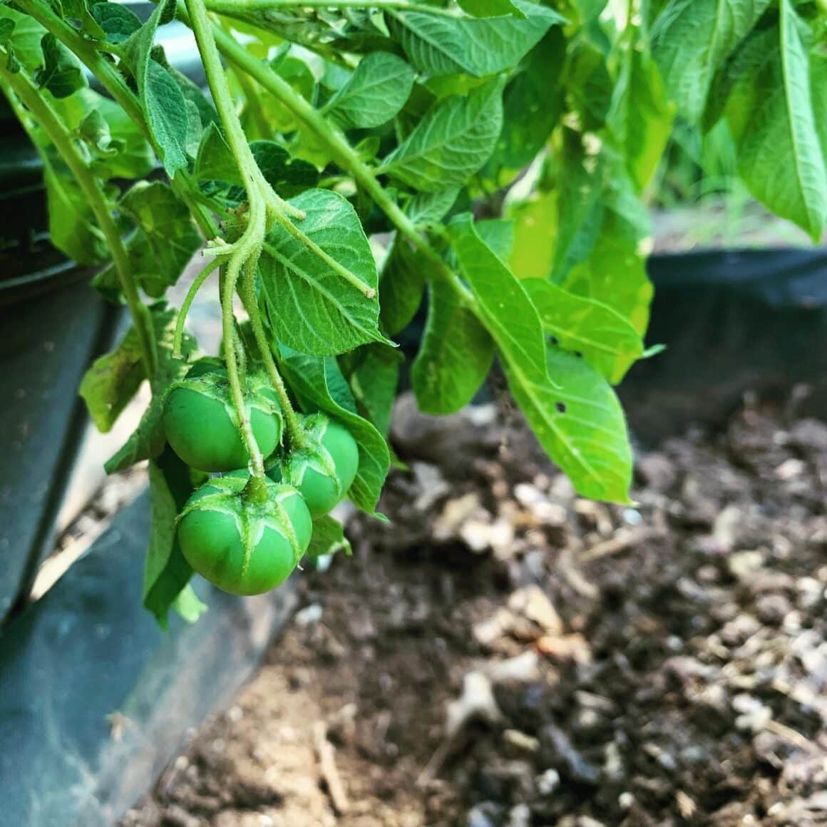 What To Do With Potato Fruit? Ultimate Guide For Beginners