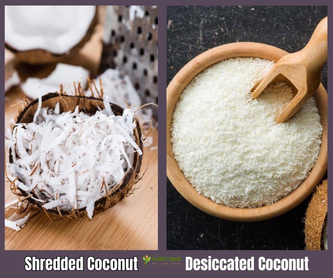 Desiccated Vs Shredded Coconut Big Differences To Tell Desiccated Vs Shredded Coconut Big Differences To Tell