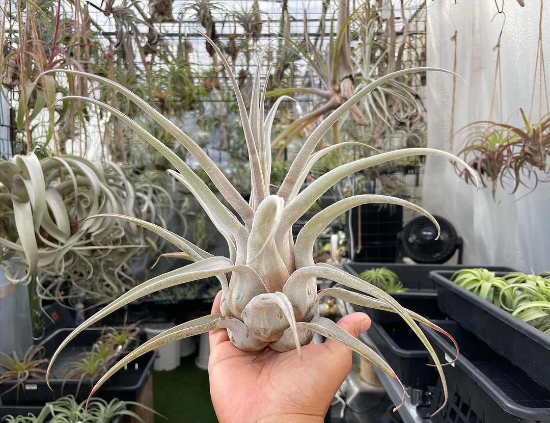 Air Plant Flower Meaning You Should Know
