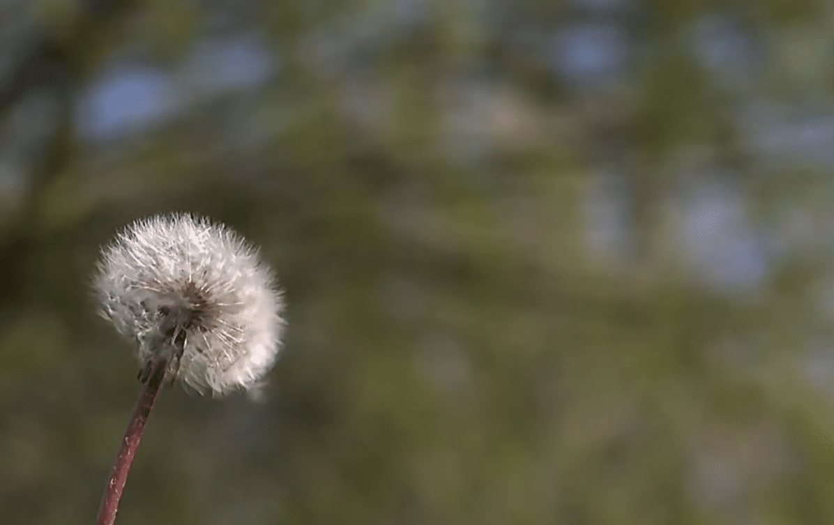 5+ Popular Lonely Flower Types You Should Know - Plants Craze