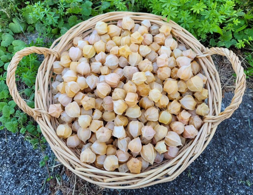 Ground Cherry Vs. Cherry: Everything You Need To Know