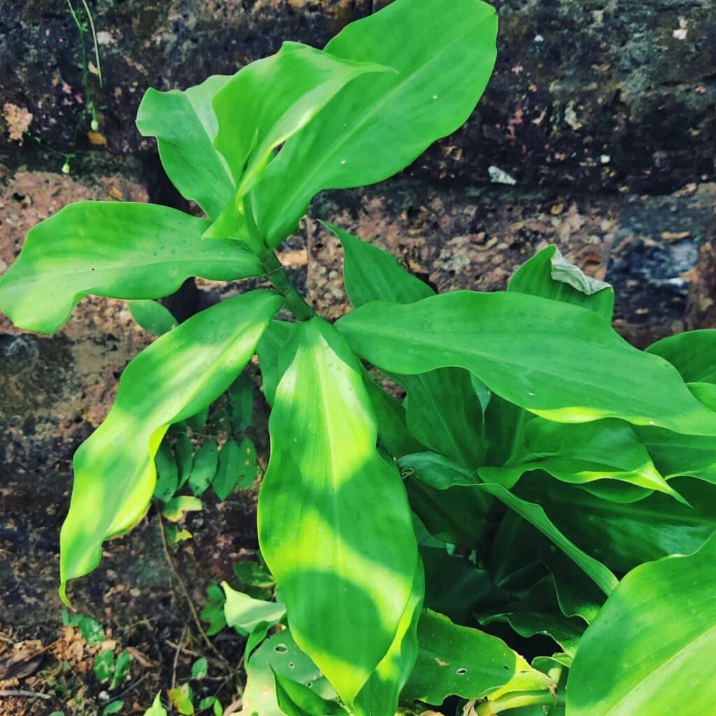 10 Insulin Plant Benefits You Need To Know