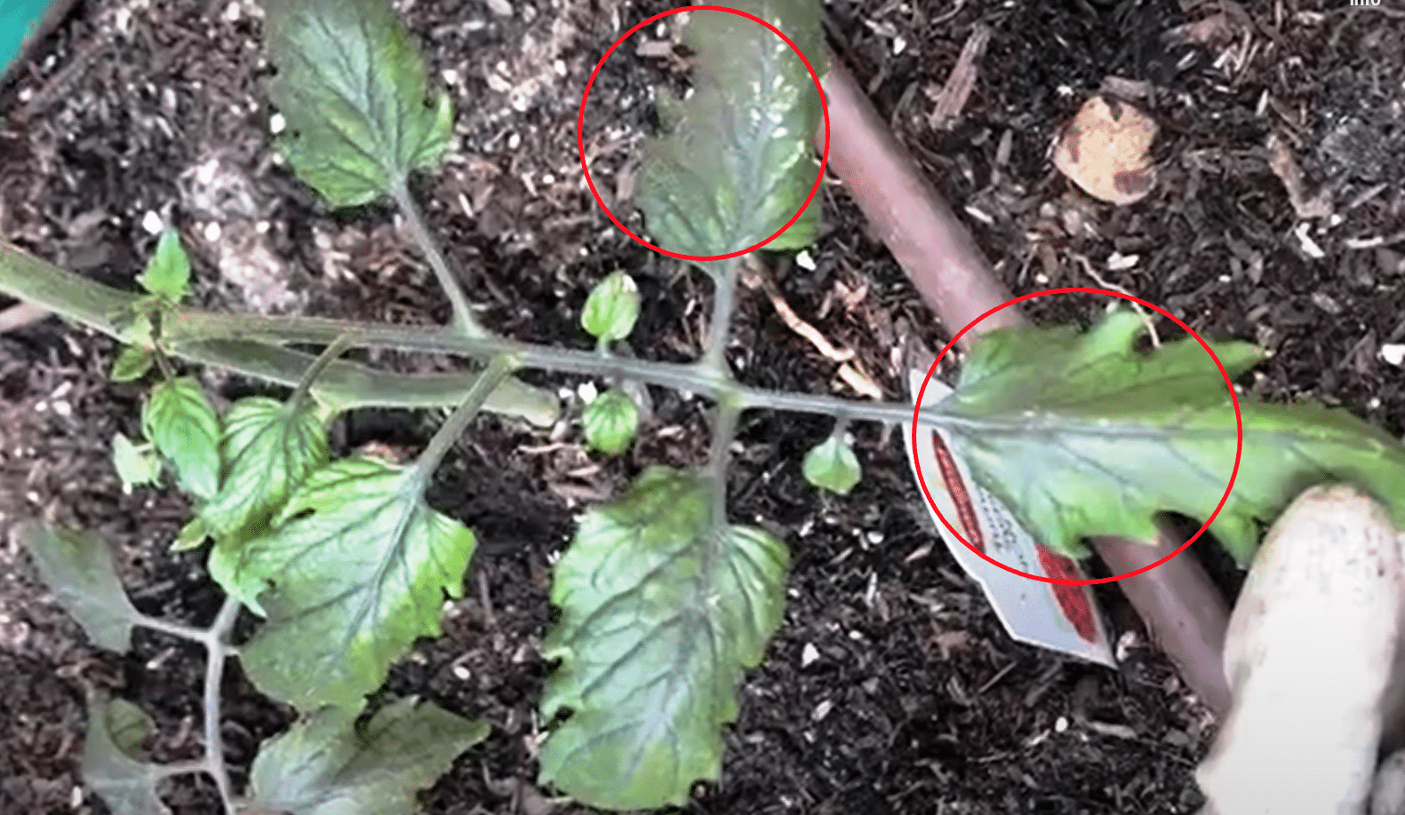 Wildfire Black Gum Tree Pros And Cons: Should You Grow It?