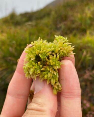 3+ Plants Without Stems And Leaves To Know