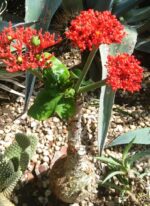 Tuba Tuba Plant: Everything You Need To Know