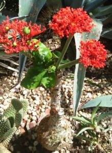 Tuba Tuba Plant: Everything You Need To Know