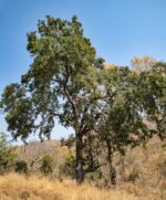 Jackalberry Tree With Exciting Facts & Care Tips
