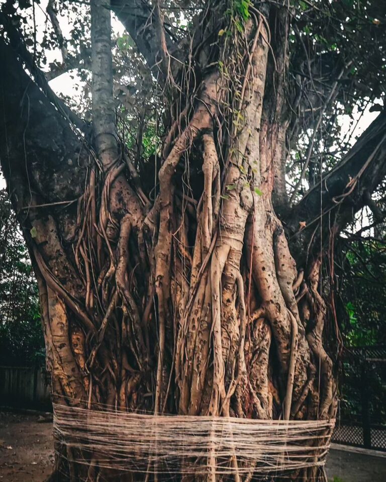5+ Famous Trees That Look Like People
