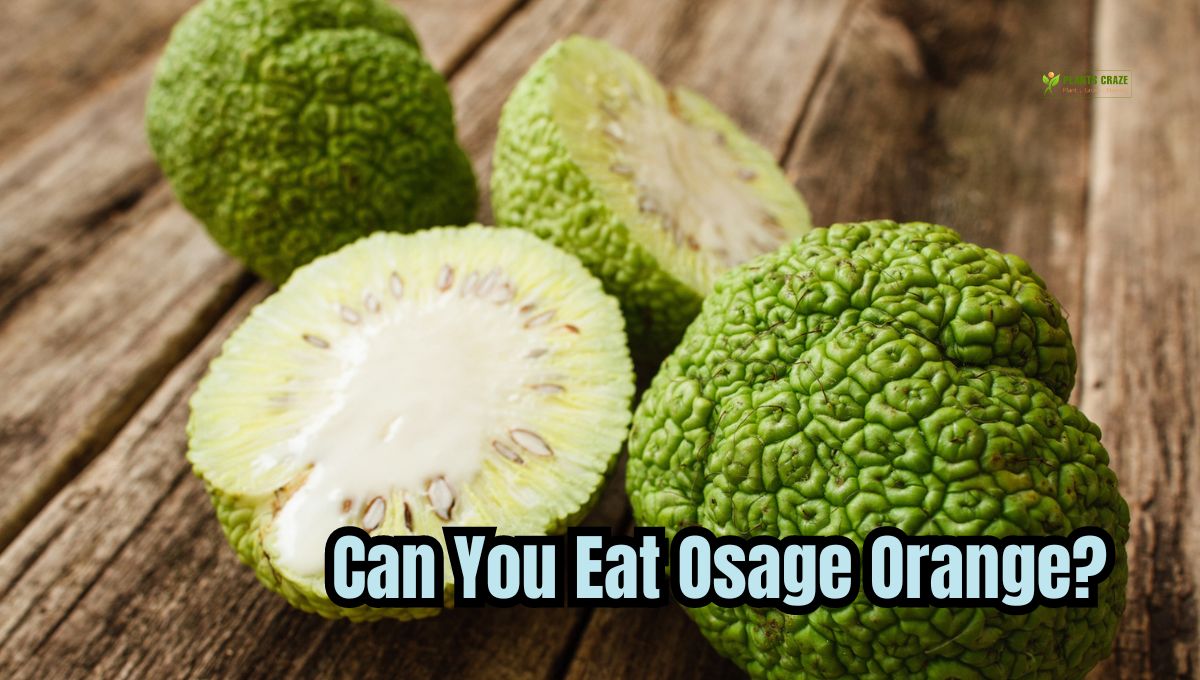 Is Osage Orange Edible? What You Need To Know