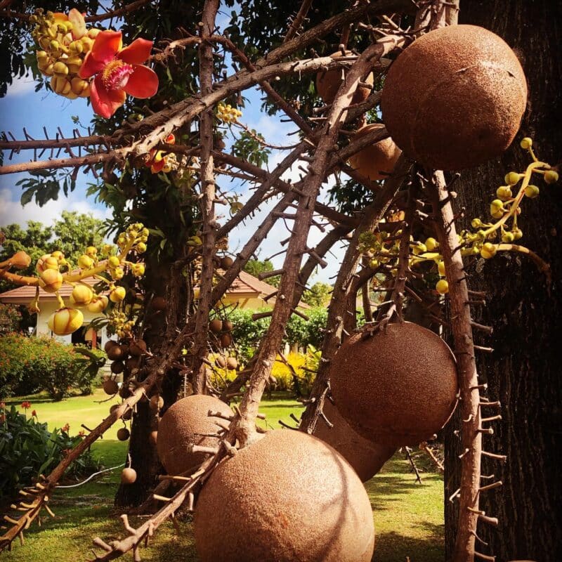 Is Cannonball Fruit Edible? Reeking Fruit With Benefits!