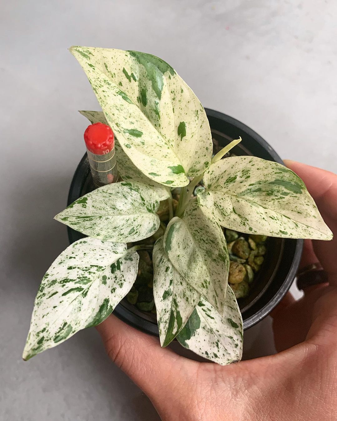 Dragon Tail Benefits: Everything You Need To Know