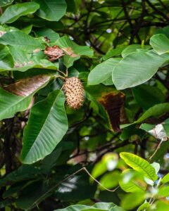 Is Magnolia Fruit Edible? What You Need To Know