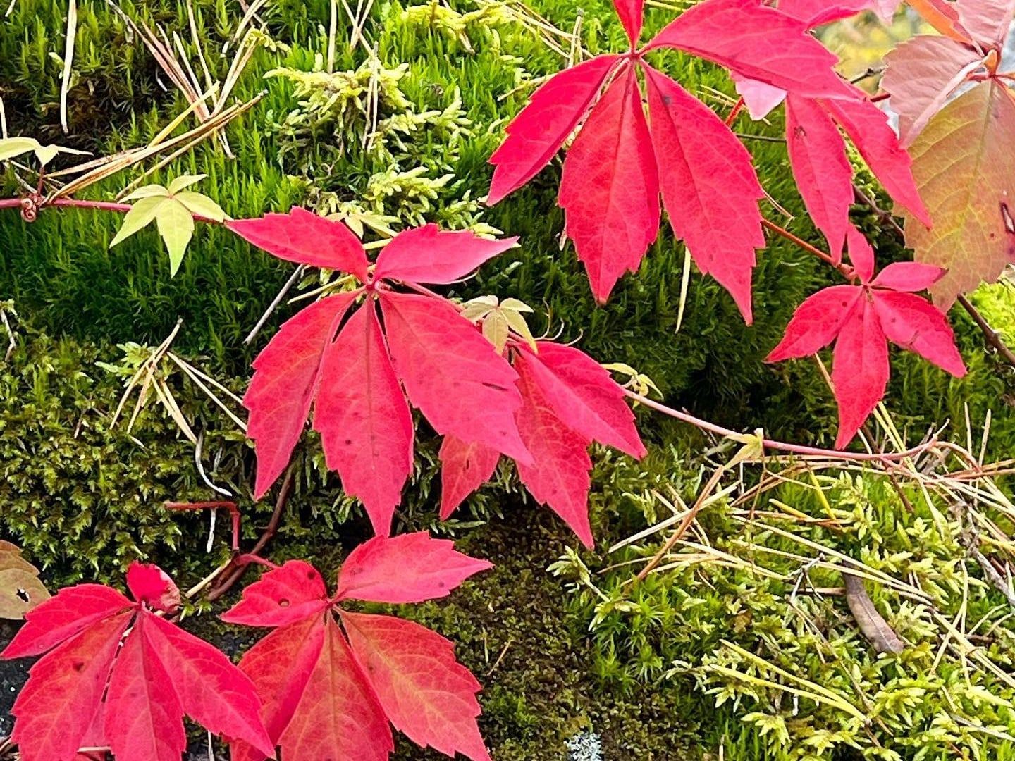 How To Get Rid Of Virginia Creeper? [Best Removal Spells]