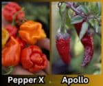 Pepper X Vs Apollo: Everything You Need To Know