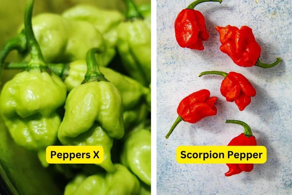Pepper X Vs Scorpion Pepper: 5 Differences You Need To Know