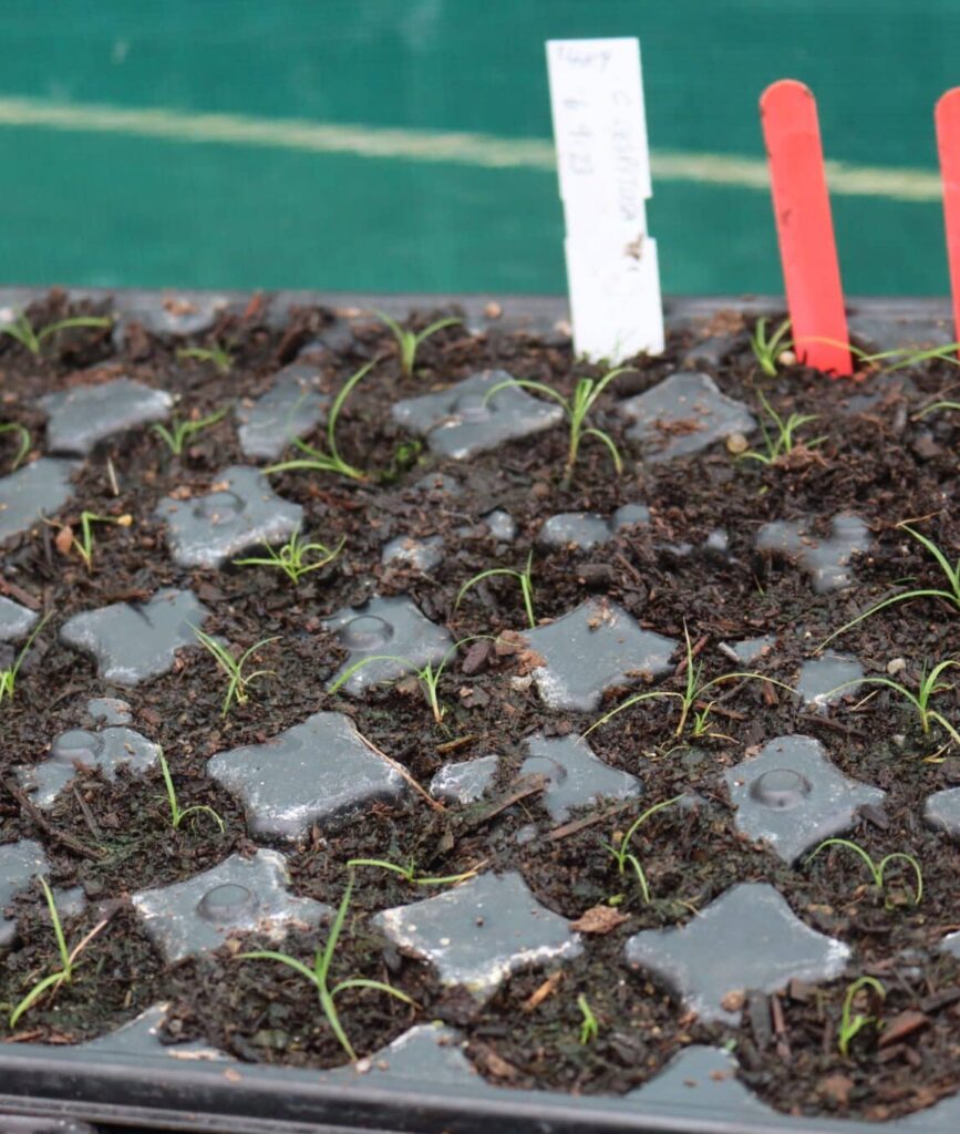 Why Are Sedges Called Plant Growing In Tufts? Grow Guide