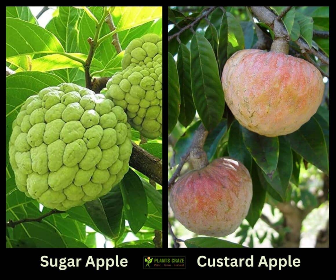Sugar Apple Vs Custard Apple: What You Need To Know