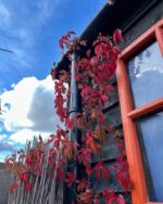 How To Get Rid Of Virginia Creeper? [Best Removal Spells]