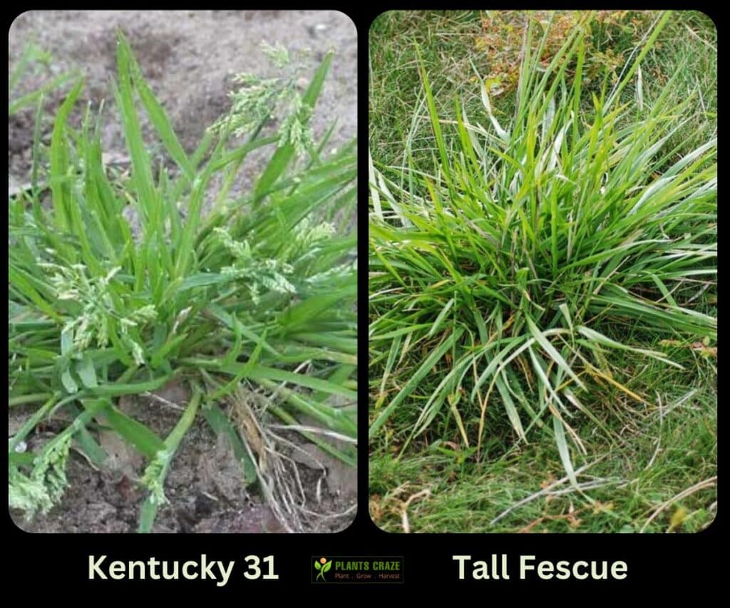 Kentucky 31 Vs Tall Fescue: Similarities & Differences To Know