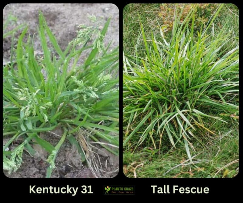 Kentucky 31 Tall Fescue Vs Bluegrass