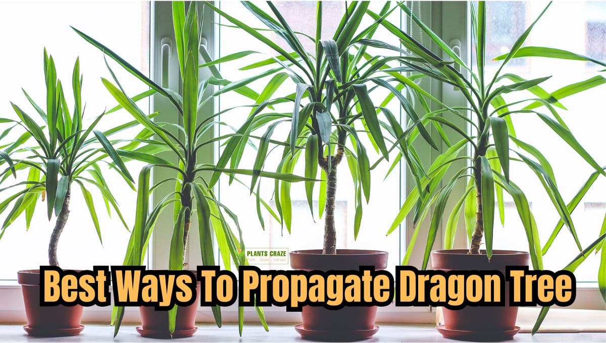 How To Propagate Dragon Tree? [Best Propagation Method]