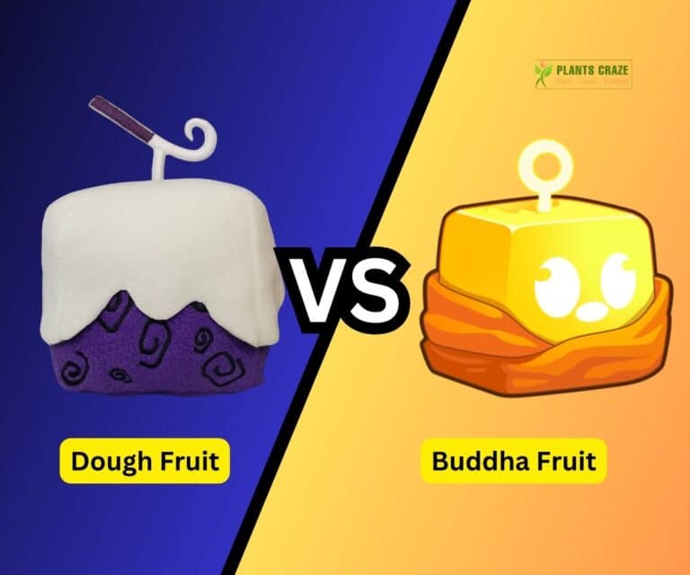 Is Dough Better Than Buddha? Guide For Blox Fruits