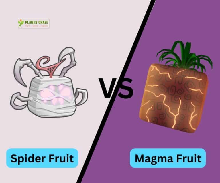 Is Spider Better Than Magma? A Complete Guide For Beginners