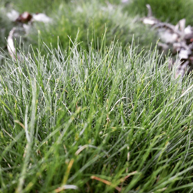 What Grass Does Grow In Clumps How To Get Rid Of This