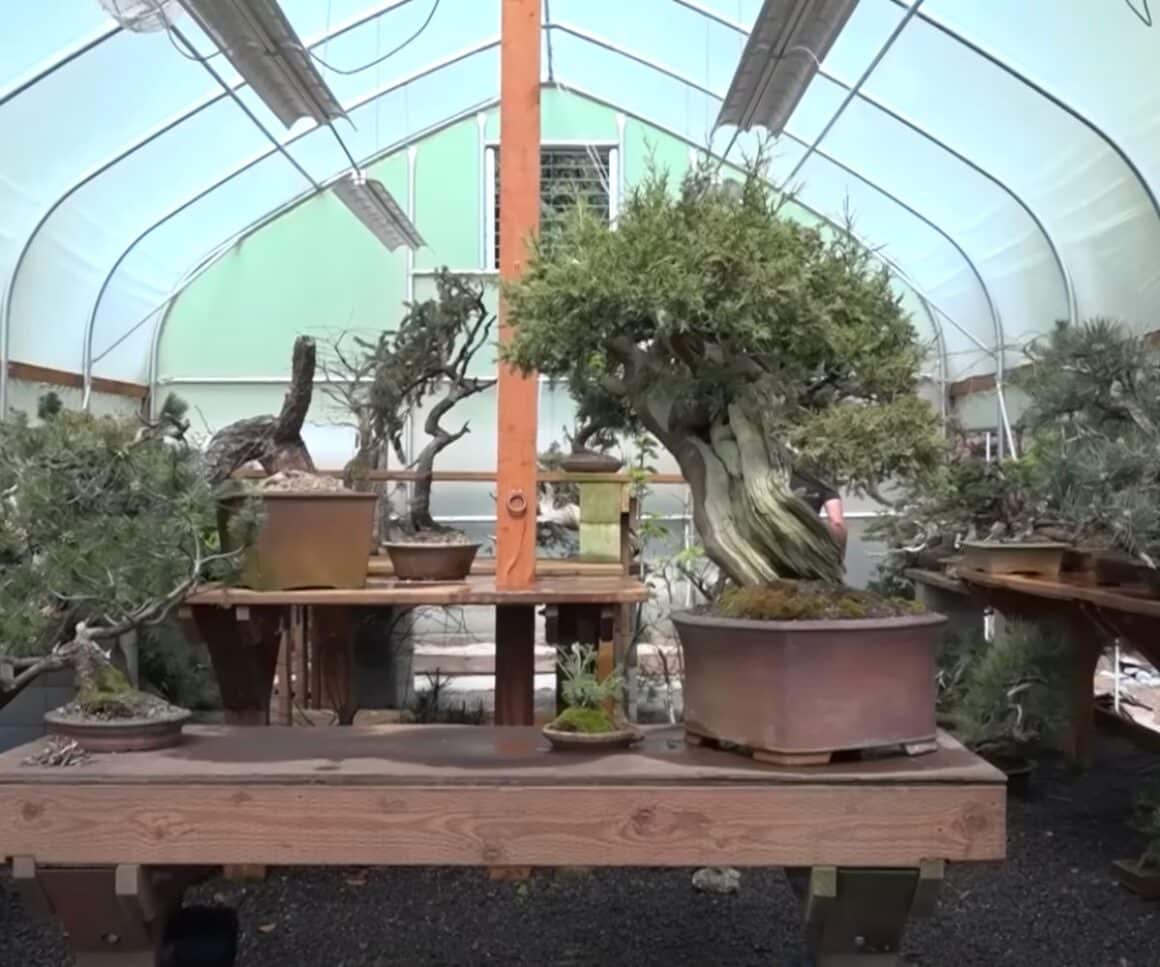 Ryan Neil Bonsai Attack: Did It Really Happen?