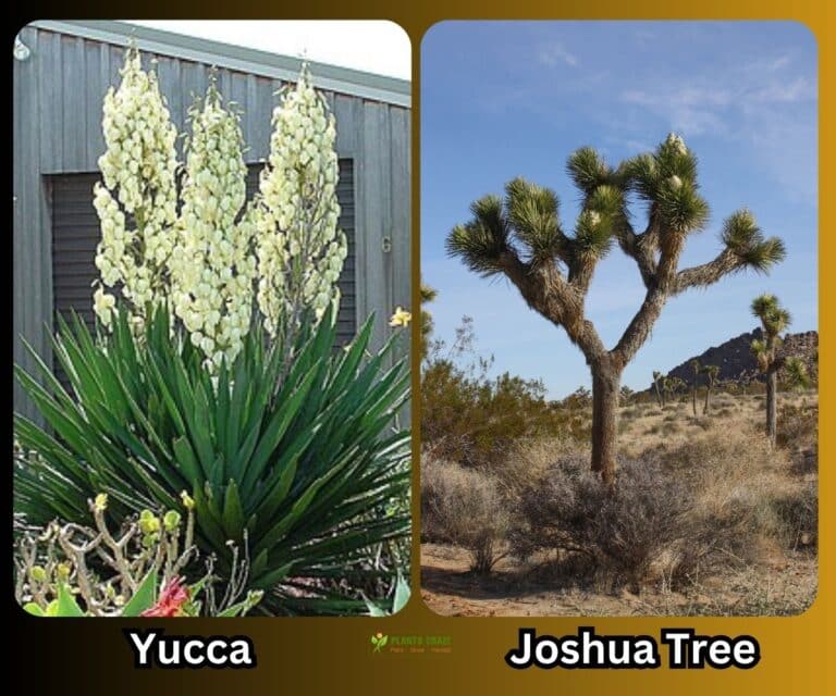 Yucca Vs Joshua Tree: Know Similarities & Differences