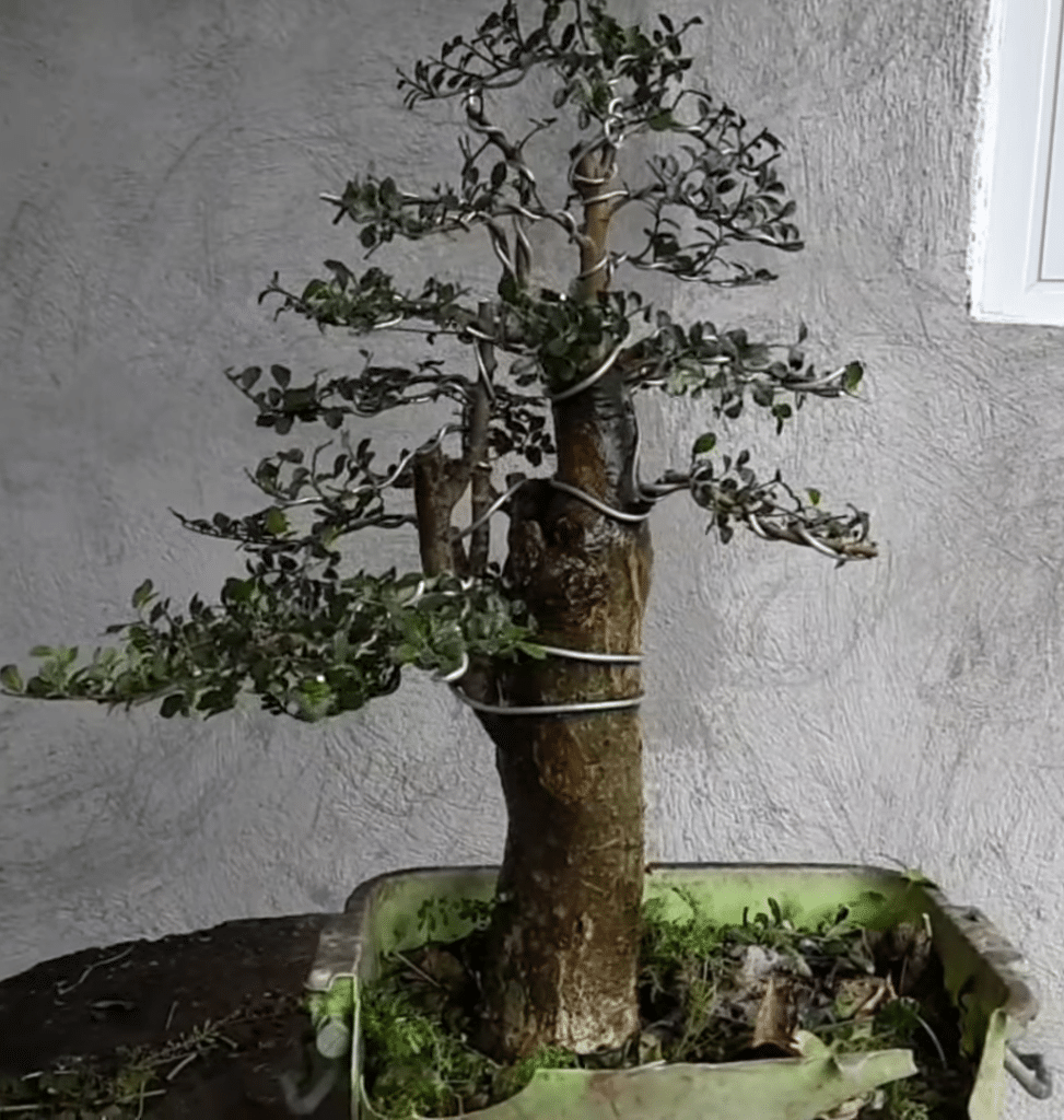 Bonsai Serut: Everything You Need To Know [Buying & Growing]