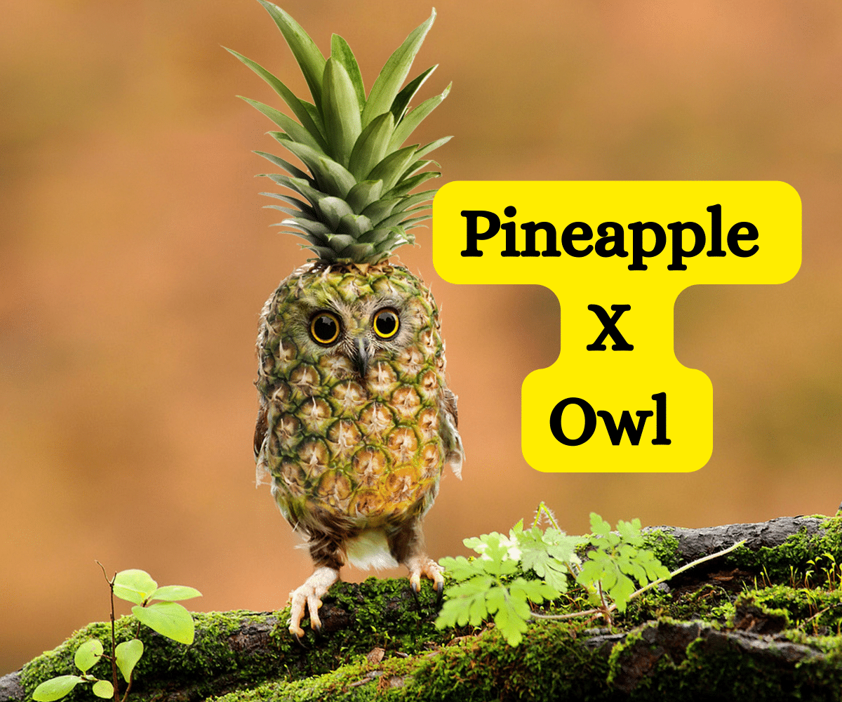 Story Behind Pineapple Owl Meme Explained
