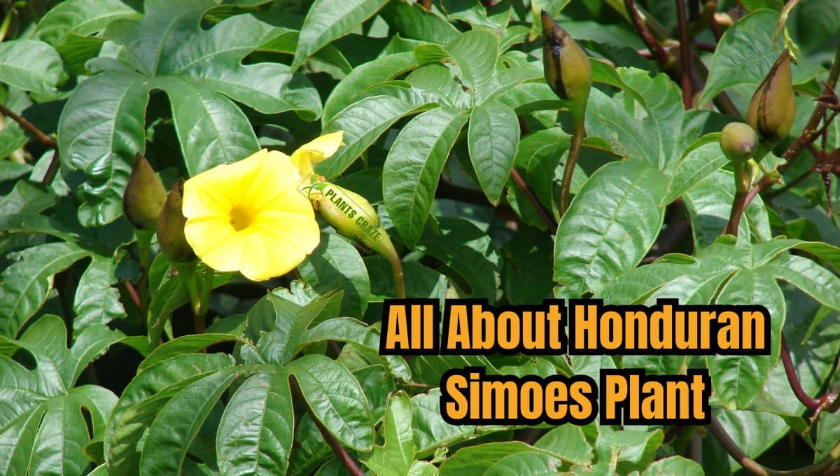 Honduran Simoes Plant: Everything You Need To Know